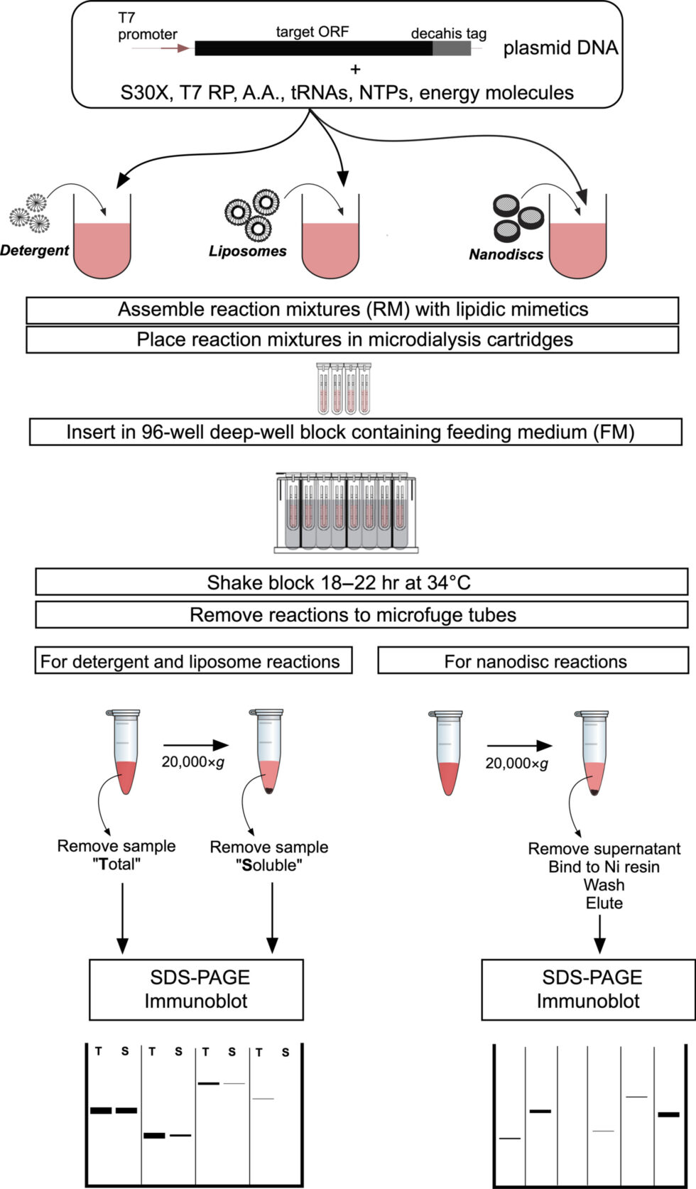 Cell-Free Systems for High-Throughput Protein Screening